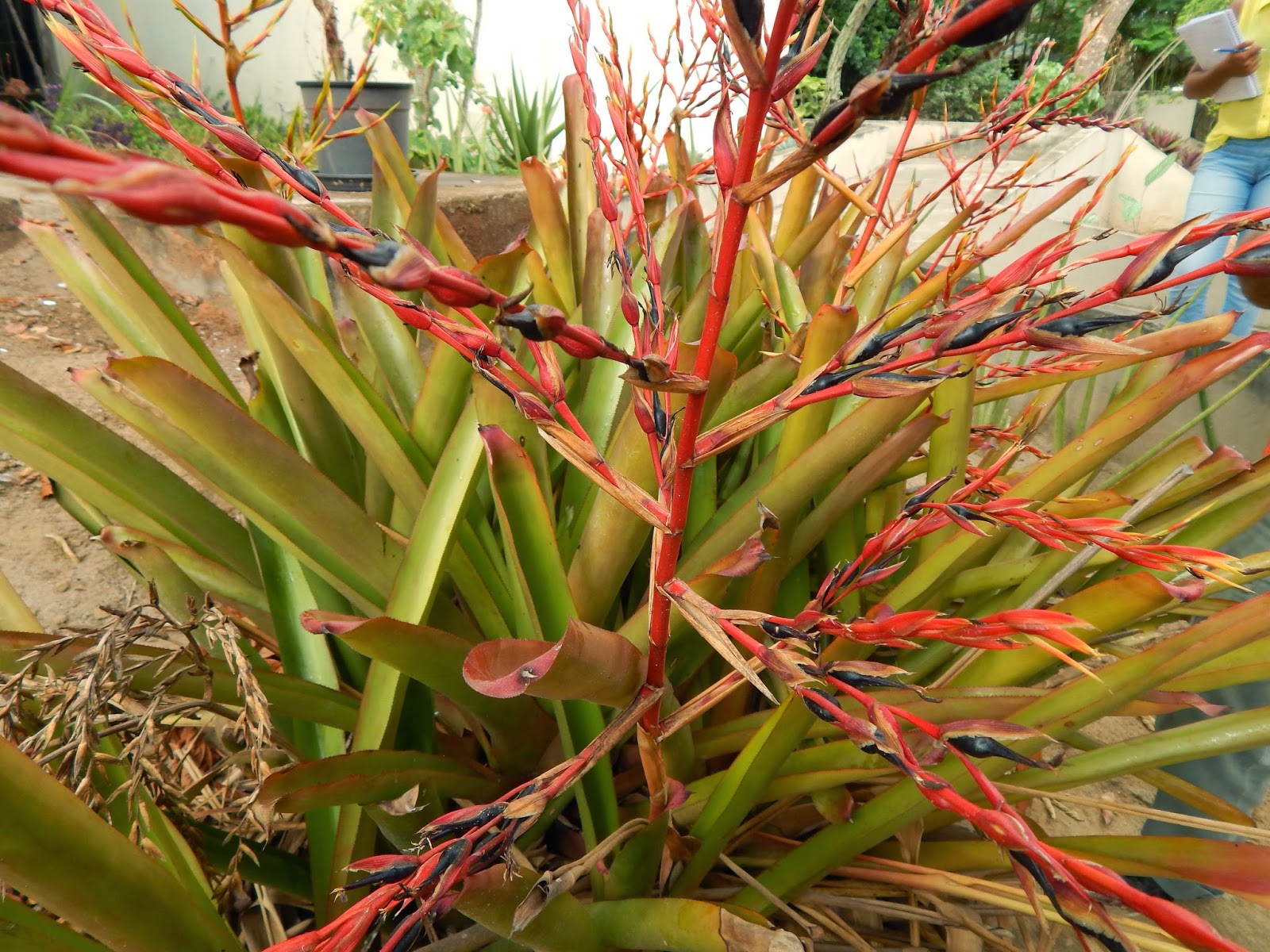 Sistemática Fanerógamas BIO 266 UEFS: Monocotiledônea do campus da UEFS ...